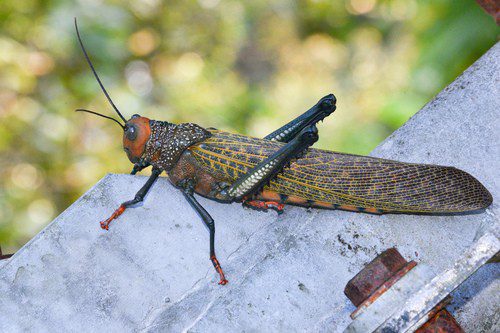 Cuál es el insecto que puede saltar 200 veces su altura