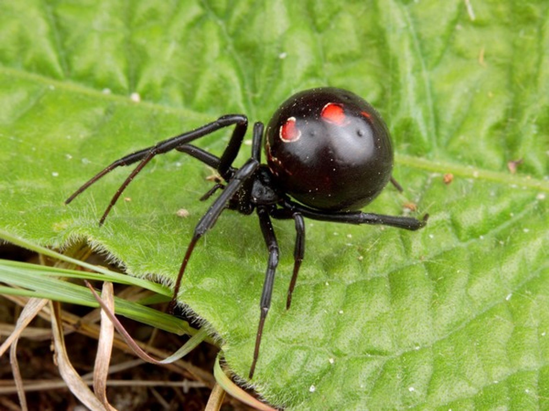 Qué hace la araña viuda negra: comportamiento y hábitos