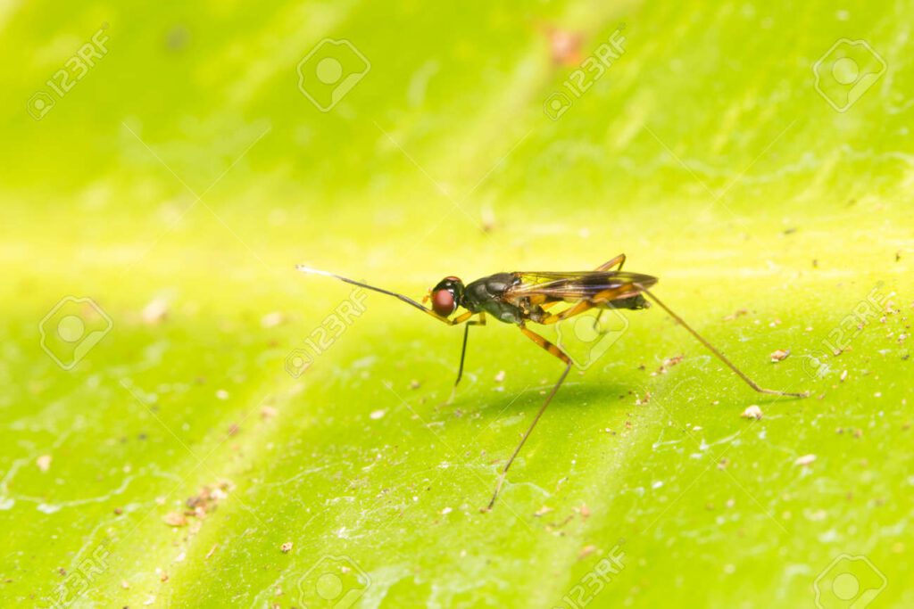 Qué son los bichitos negros que hay en el aire