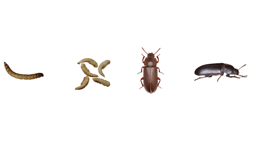 Cuáles insectos poseen larvas: Una guía detallada