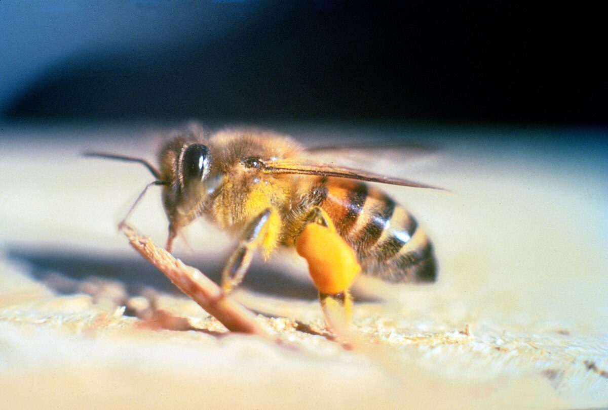 Qué especie de abeja originaria de África
