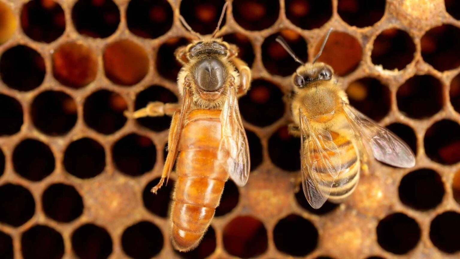 Cómo criar abejas reinas en tu colmena: Guía esencial