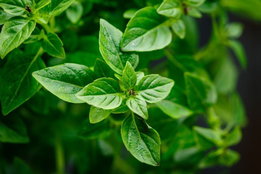 Cómo mantener la albahaca fresca todo el año en casa