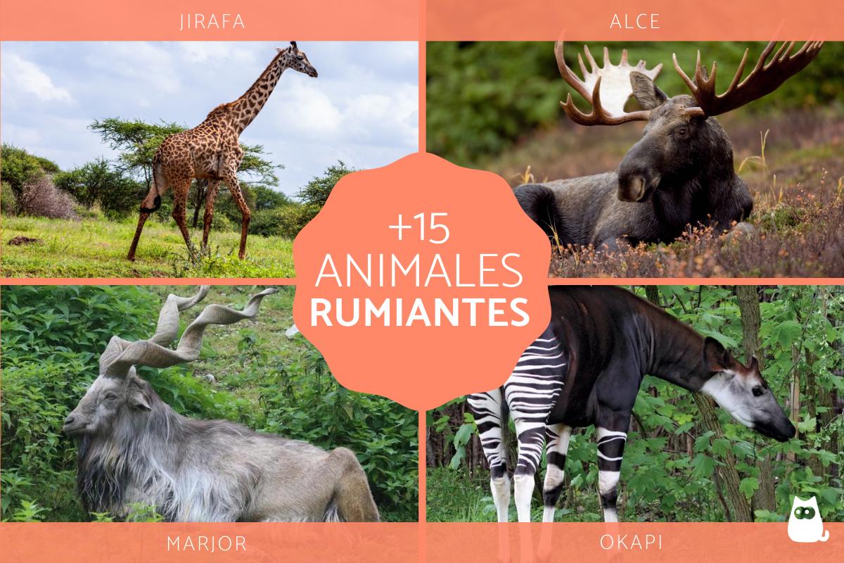 Qué son los animales rumiantes y no rumiantes