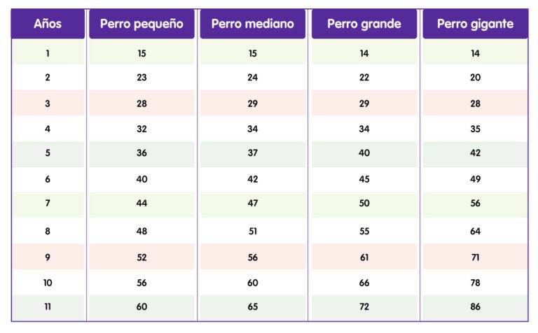 Cómo calcular la edad de un perro en años humanos