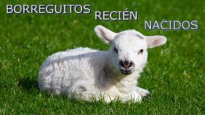 Cómo alimentar a un borrego recién nacido con leche