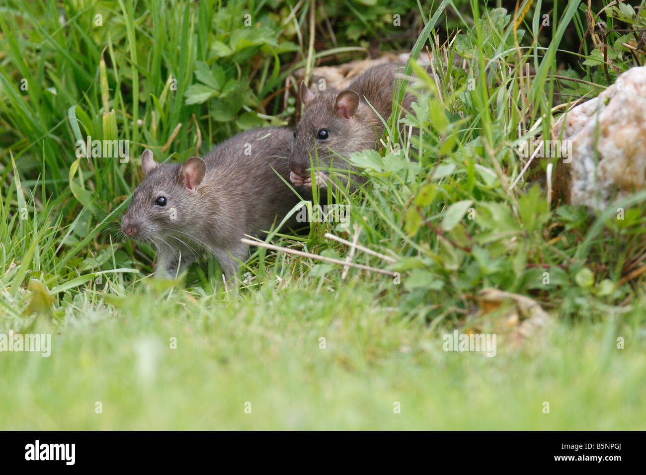 Cuántas crías tiene una rata por vez