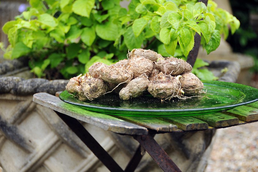 Cómo conservar bulbos de calas para el próximo año