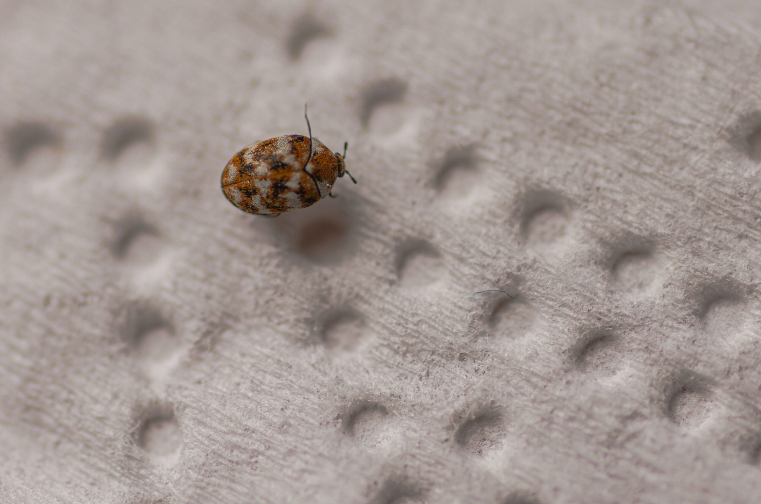Qué insecto deja manchas blancas: Guía de identificación