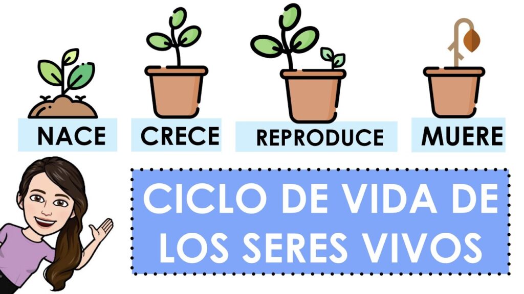 Cómo nace, crece y se reproduce una planta: guía esencial
