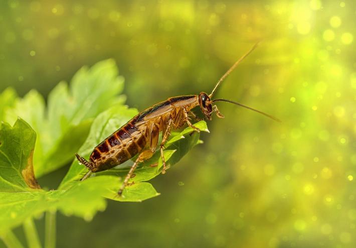 Cuánto tiempo tarda una cucaracha en ser adulta