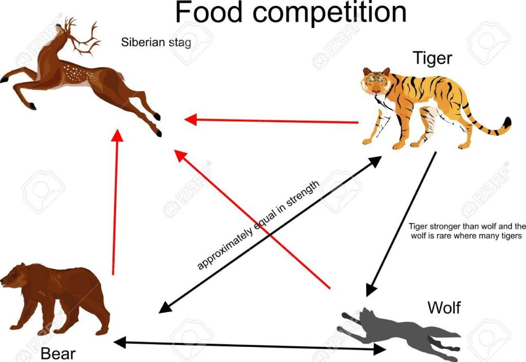 Cómo afecta la competencia por alimento a los animales en su hábitat