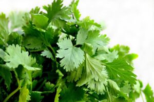 Cómo se siembra el cilantro y cuáles son sus cuidados