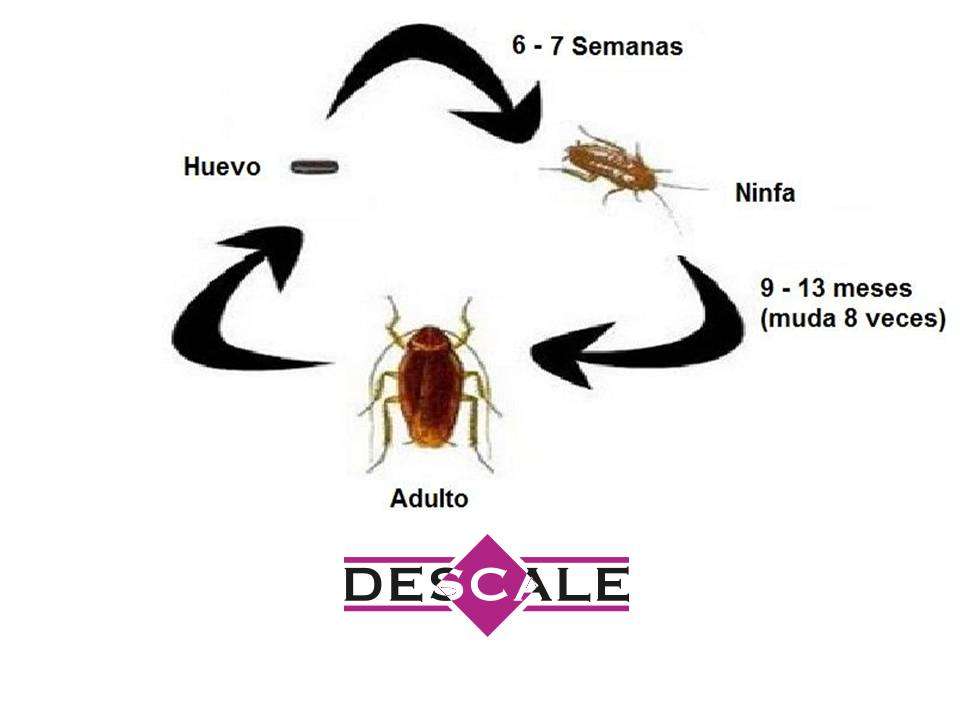 Cuántas cucarachas nacen de una cucaracha