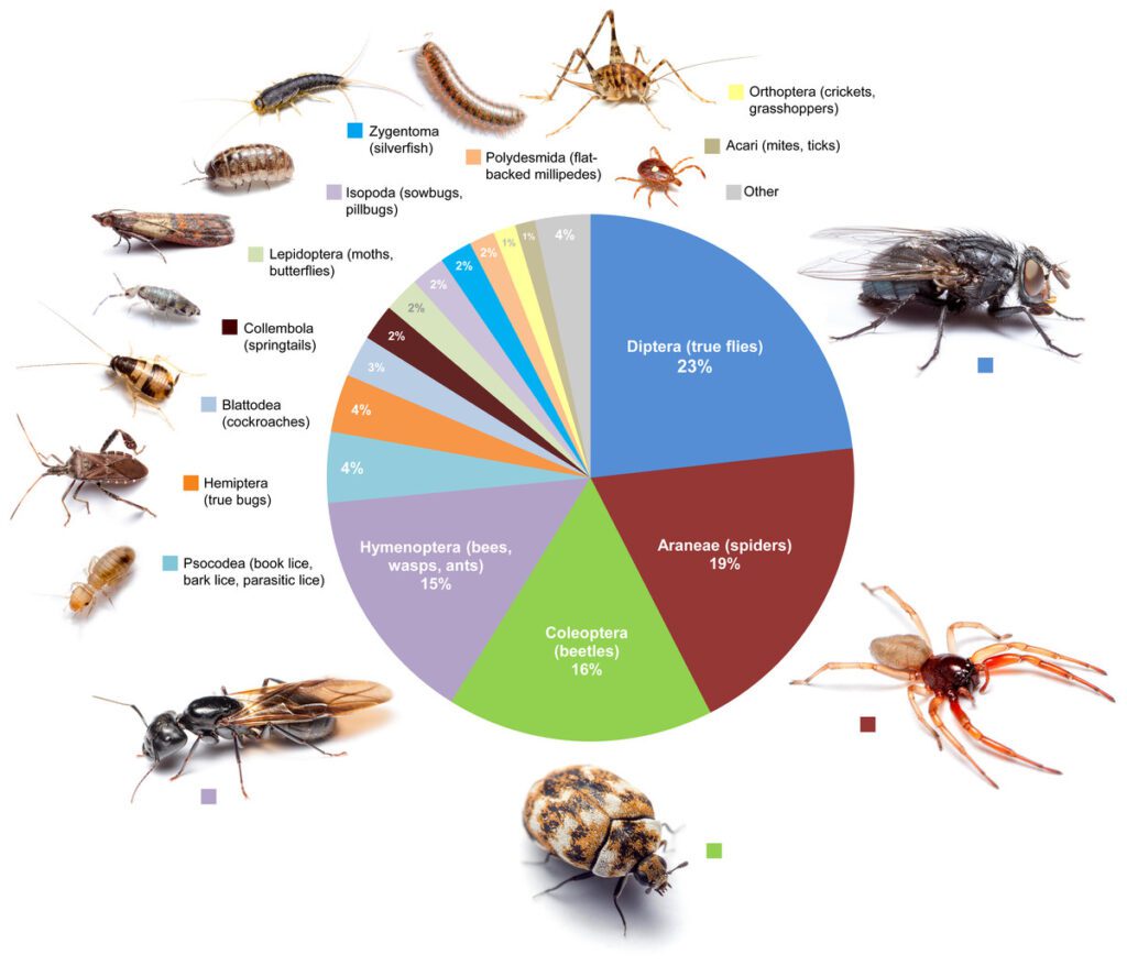 Qué insectos puede haber en casa: Guía de identificación y control