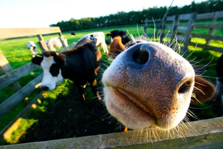 Cómo hace la vaca: El sonido de los bovinos explicado