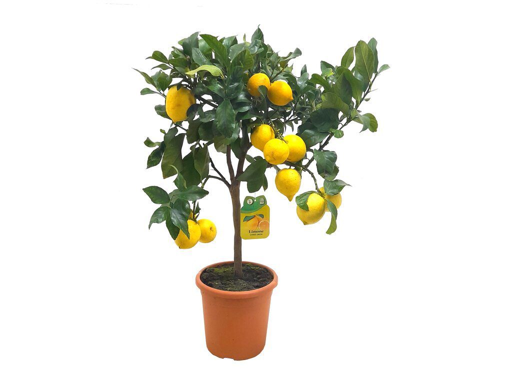 Cómo cultivar un limonero cuatro estaciones en maceta