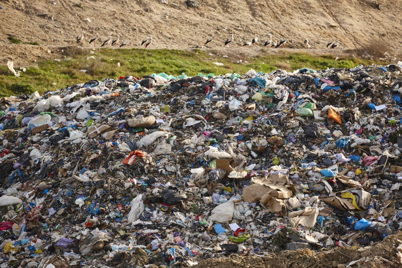 Qué significa cuando hay muchas moscas en un solo lugar