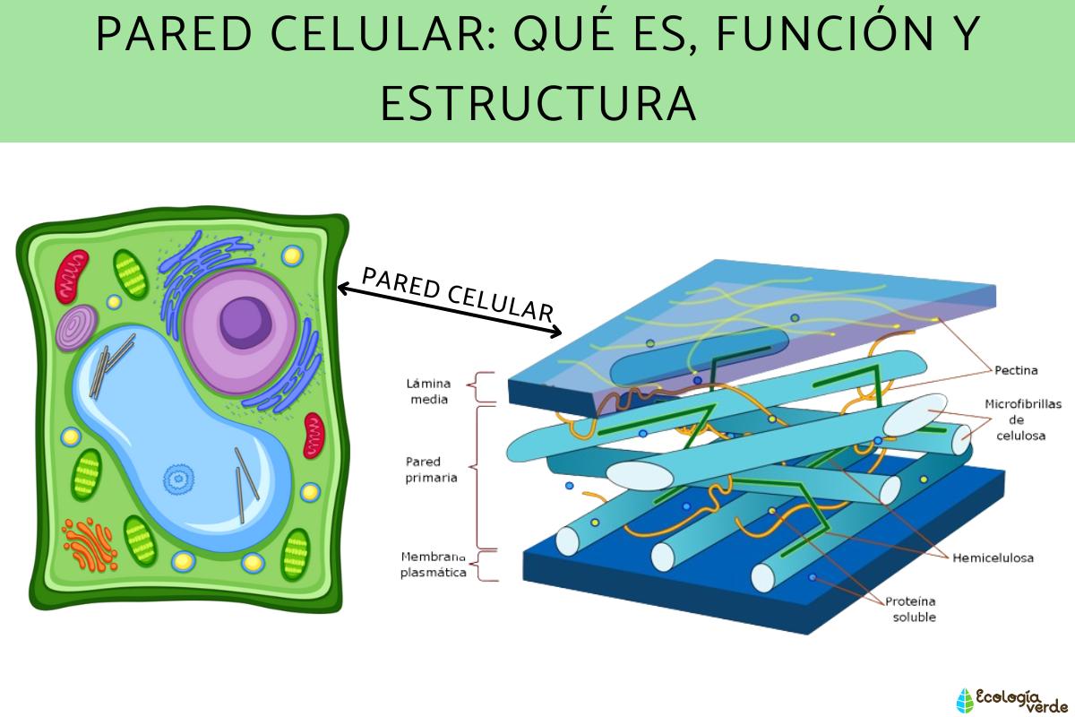 Qué es la pared celular y cuál es su función en las células vegetales