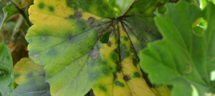 Qué significa cuando salen hongos en las plantas