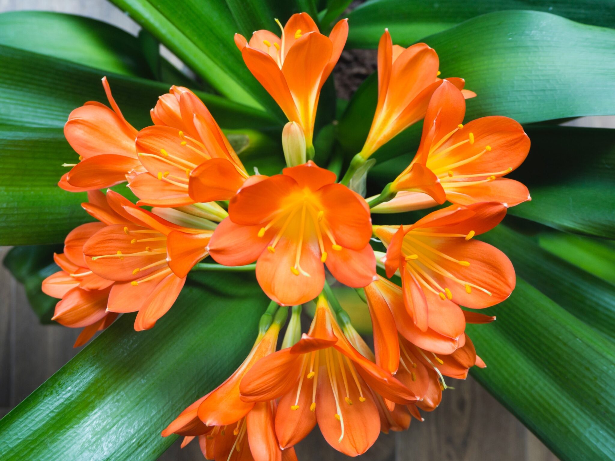 Qué plantas con flores todo el año son ideales para exteriores en Argentina