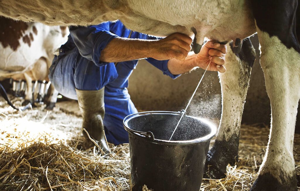 Cuántos litros de leche produce una vaca Holstein al día