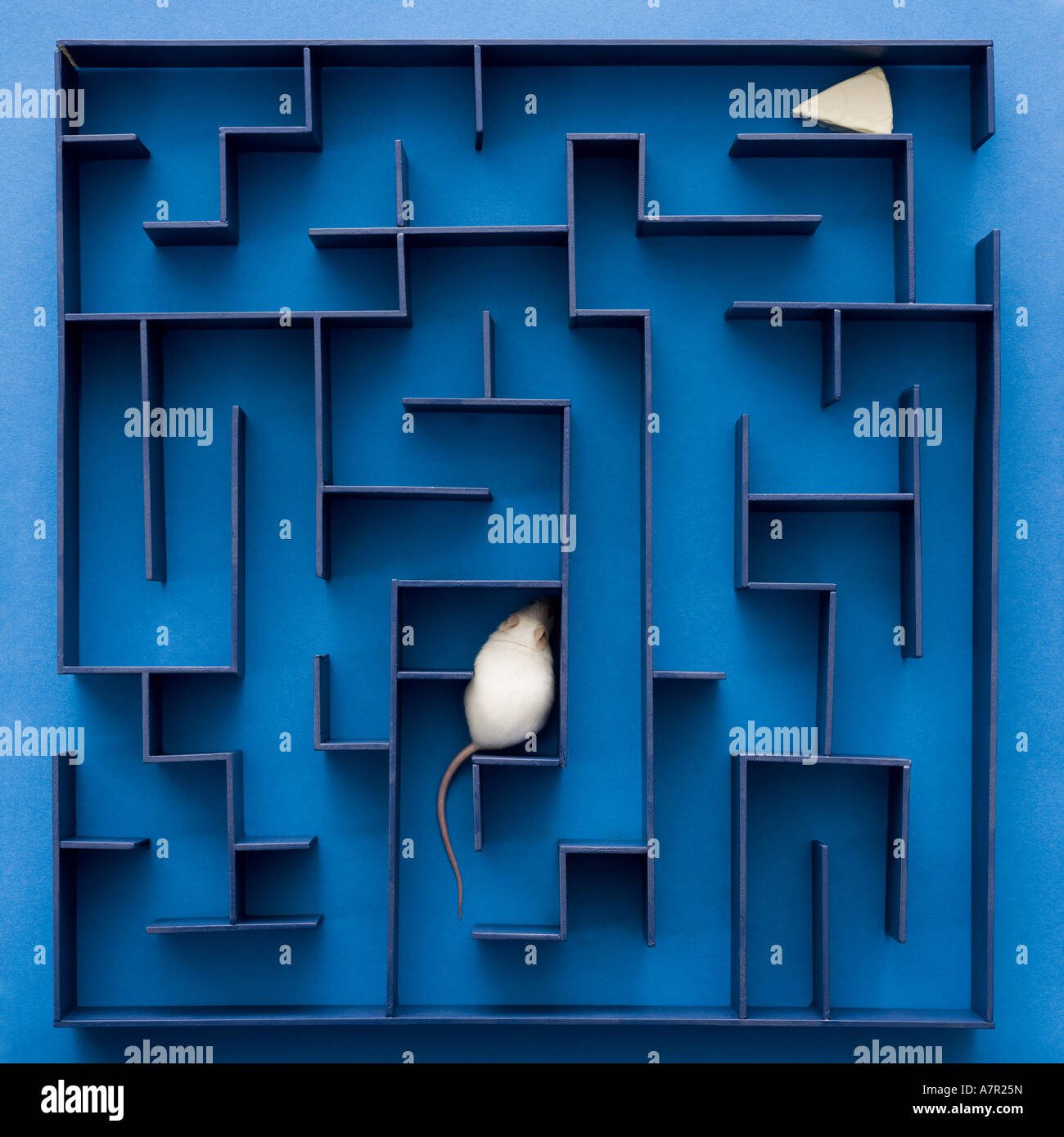 Qué significa soñar con una rata que me muerde