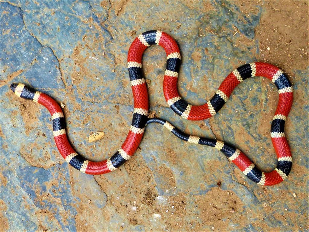 Cuántos huevos pone una serpiente coral