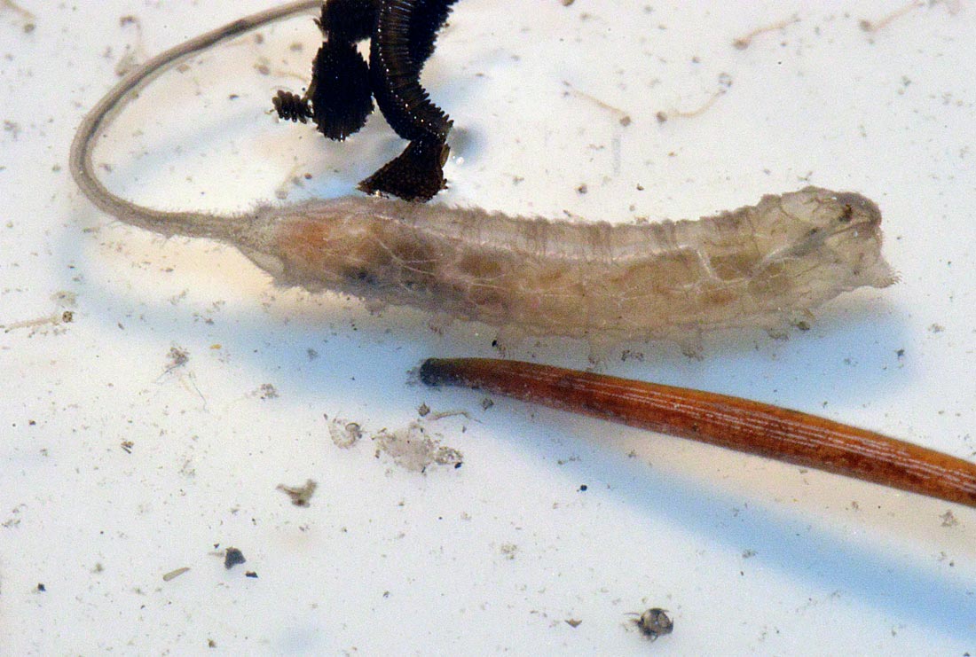 Cómo eliminar la plaga del gusano cola de rata