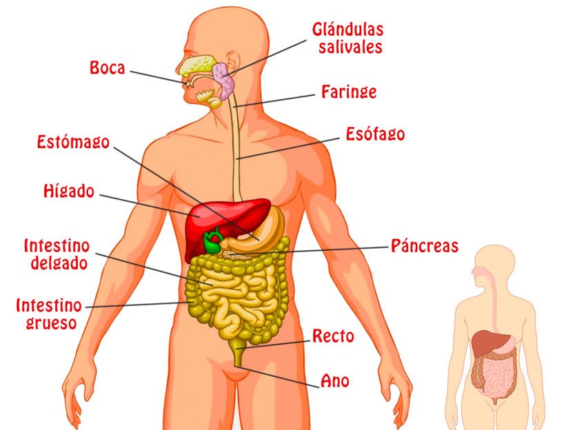 Cómo Dibujar El Sistema Digestivo Con Todas Sus Partes Paso A Paso