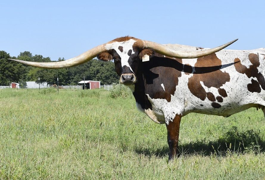 Qué significa la expresión "tomar al toro por los cuernos"