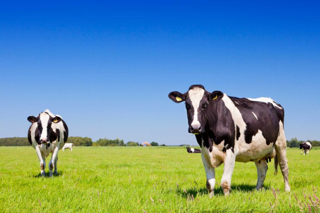 Cómo mejorar el manejo reproductivo en vacas lecheras